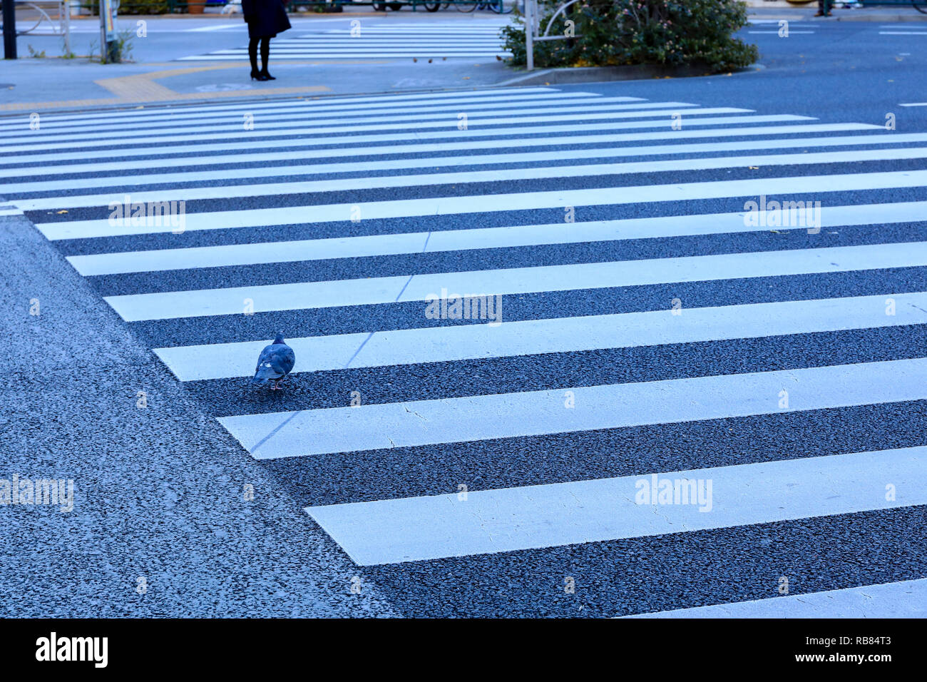 Dove takes the road across through the zebra traffic walkway : Concept ...