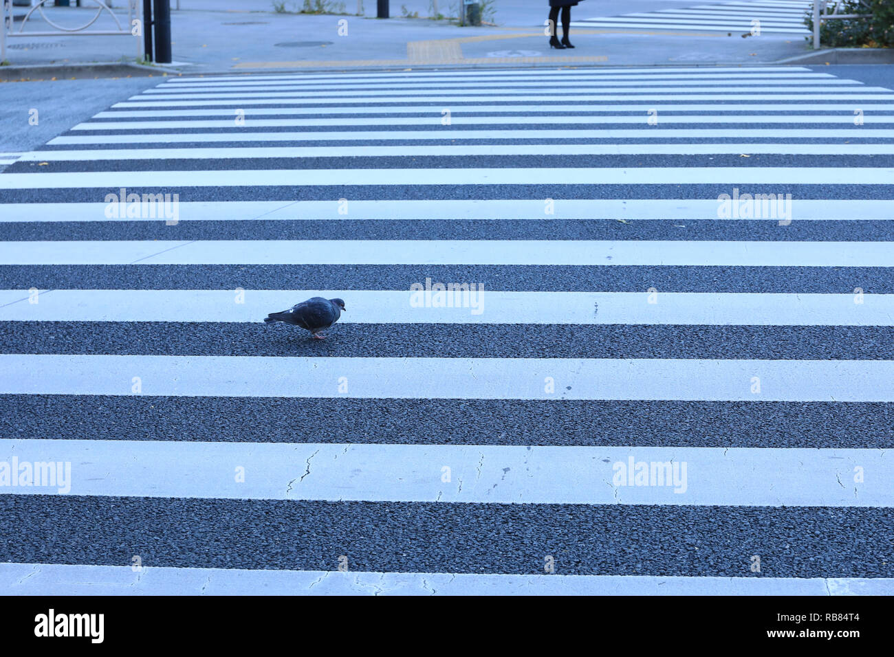 Dove takes the road across through the zebra traffic walkway : Concept ...