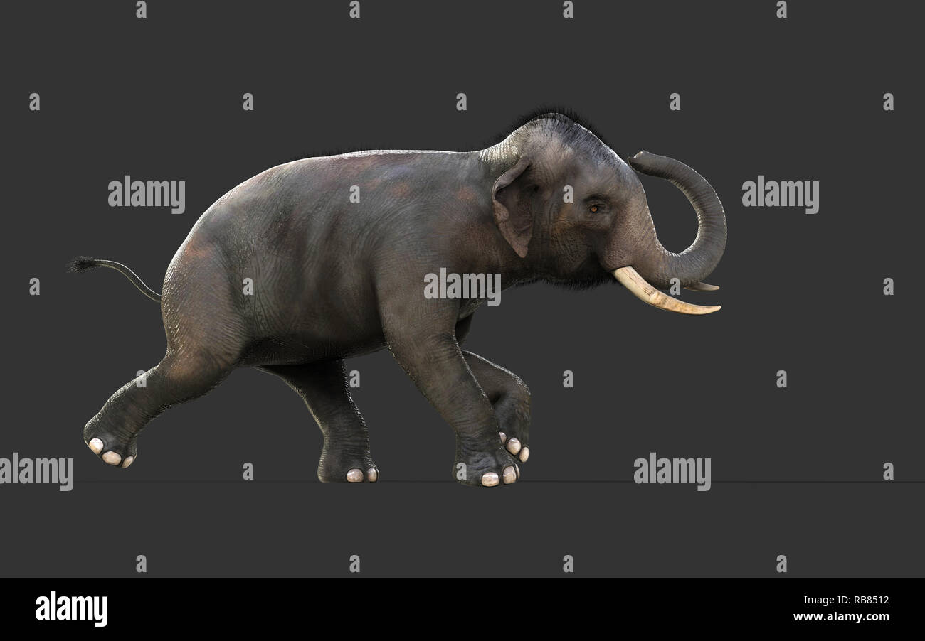 3d Illustration elephant isolate on black background, Elephant in dark ...