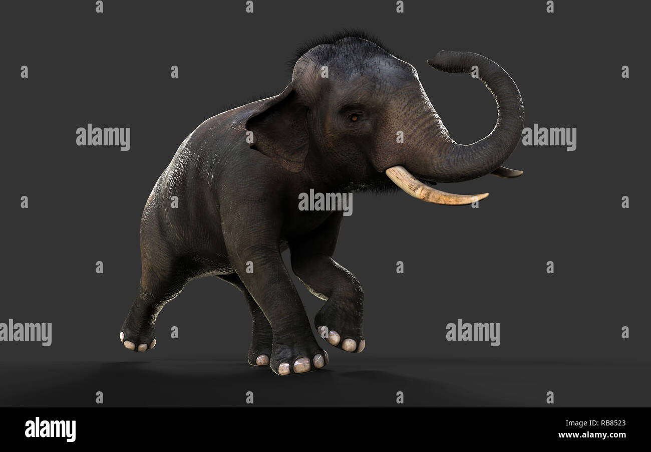 3d Illustration elephant isolate on black background, Elephant in dark ...