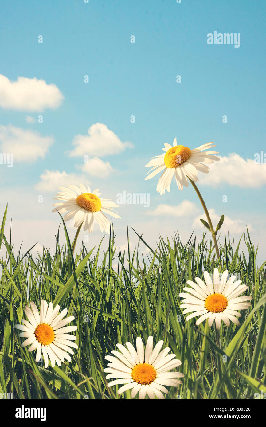 Daisies background hi-res stock photography and images - Alamy