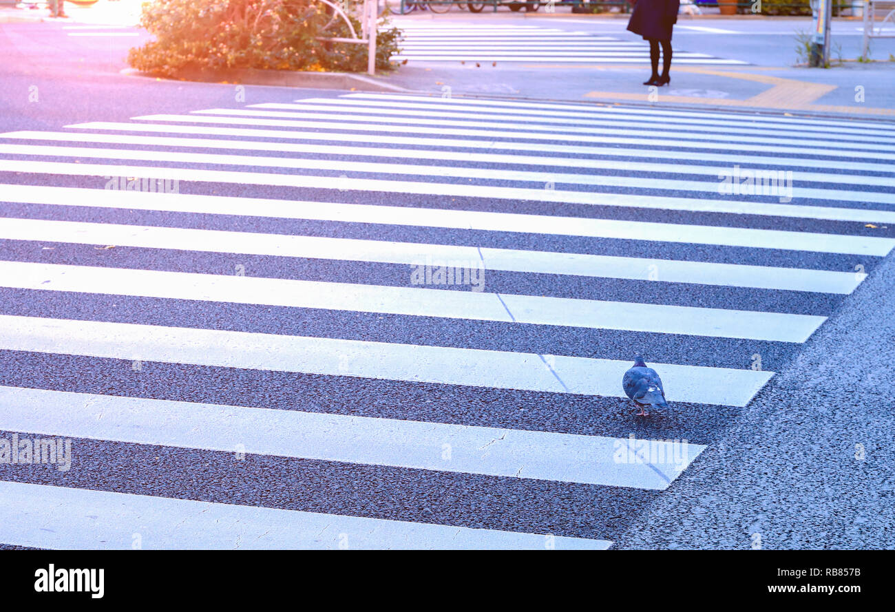 Dove takes the road across through the zebra traffic walkway : Concept ...