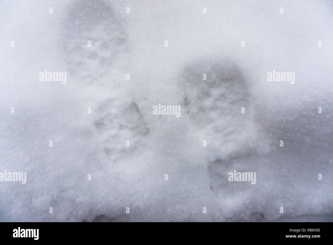 Footprints in fresh snow. Winter background. Human trace Stock Photo ...