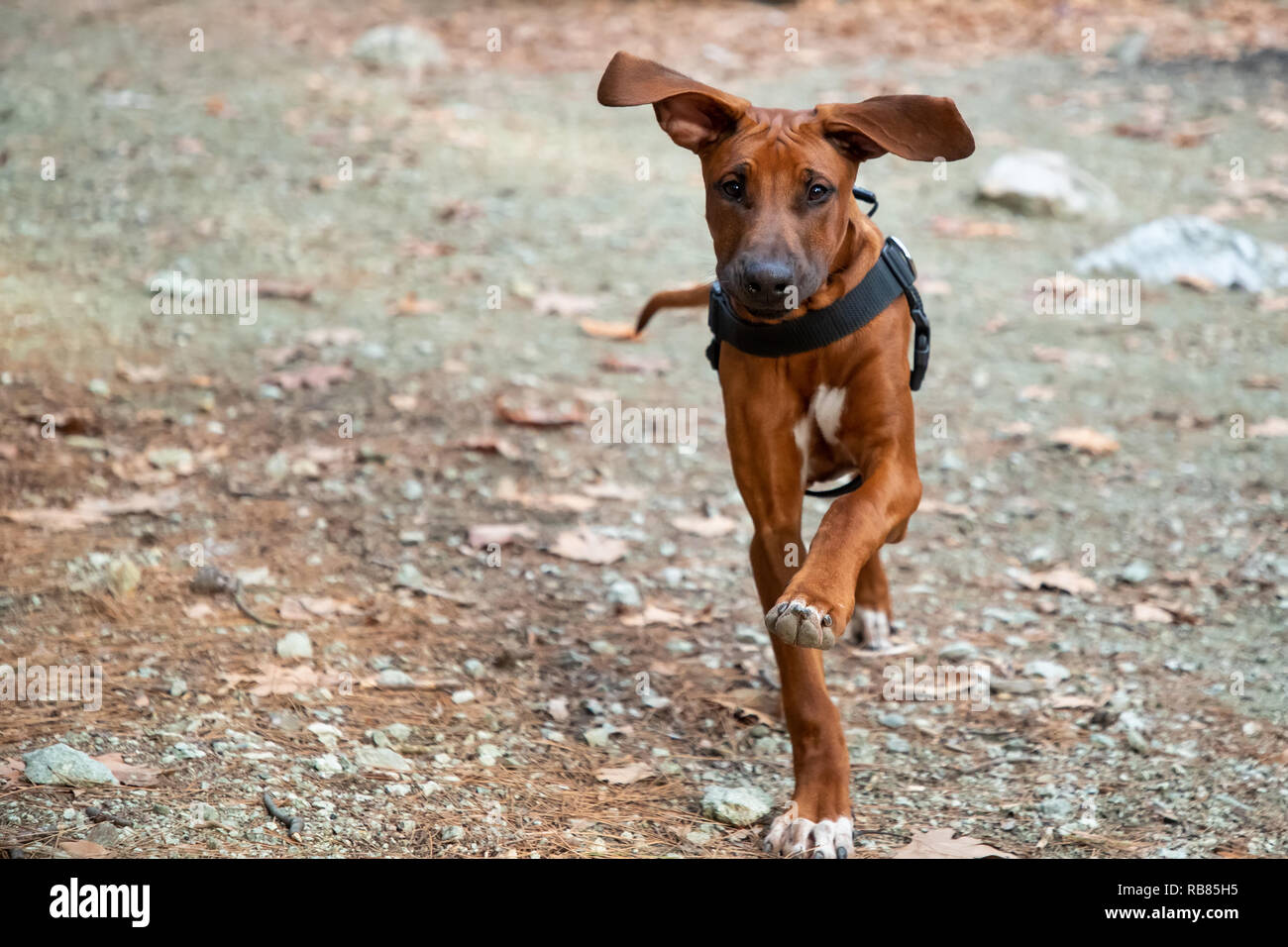 Child dog pet portrait lick hi-res stock photography and images - Alamy