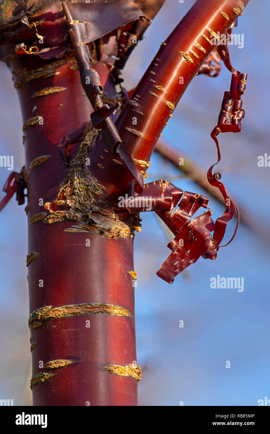 Close-up image of Prunus serrula also called birch bark cherry ...