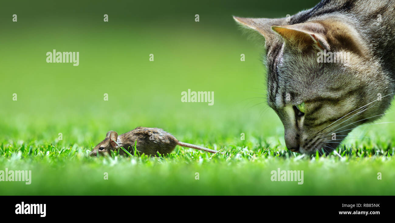 Cat and mouse hunt encounter closeup at a low level view Stock Photo ...