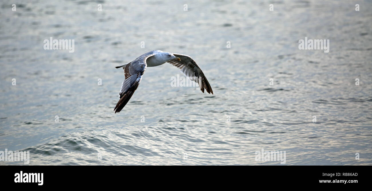 free seagull with big wings flies carefree over the sea water Stock ...