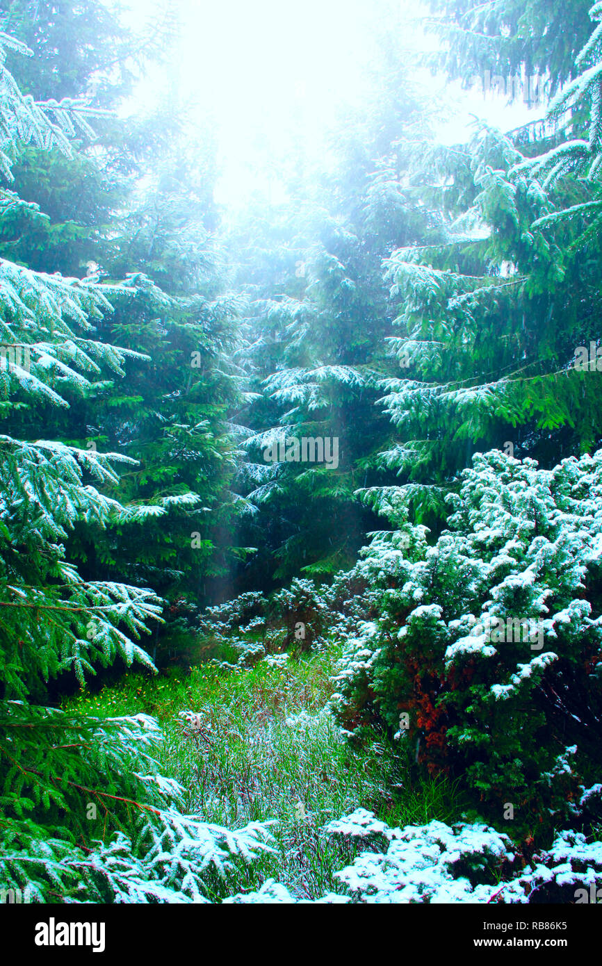 Dense green forest with fir trees after first snow in year. Weak rays ...