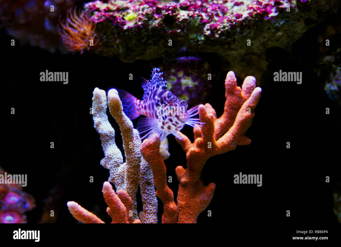 Dwarf hawkfish hi-res stock photography and images - Alamy