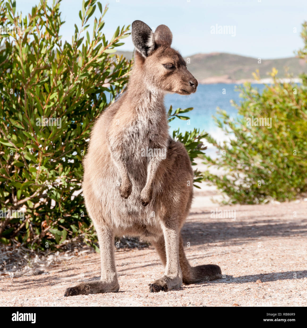 Wild kangaroo on the beach in Australia Stock Photo - Alamy