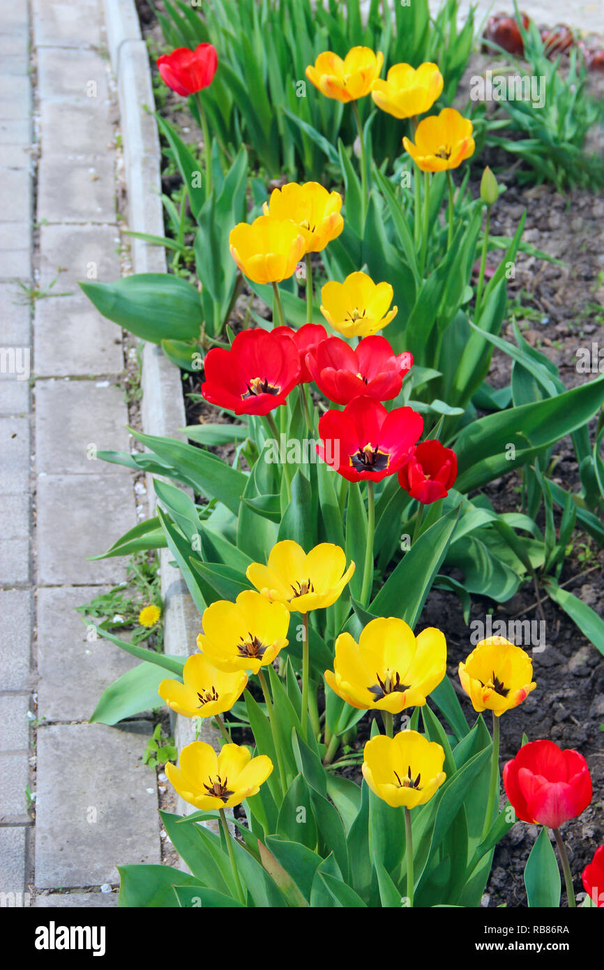Path leading to rural house in village. Tulips growing in village ...