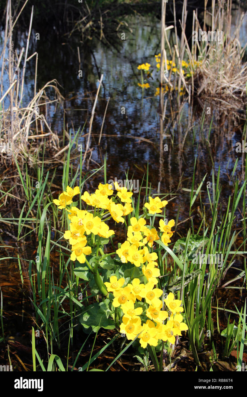 Caltha palustris growing in swamp. Spring flowers. Marsh Marigold ...