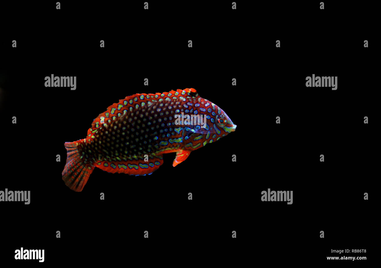 Ornate Leopard wrasse fish in coral reef aquarium tank Stock Photo - Alamy