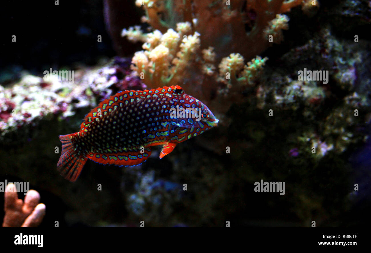 Ornate Leopard wrasse fish in coral reef aquarium tank Stock Photo - Alamy