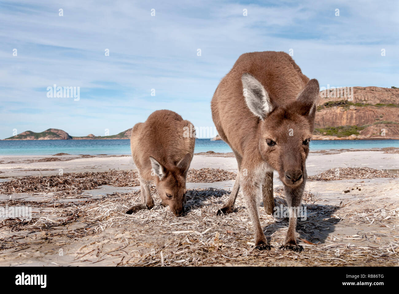 Wild kangaroo on the beach in Australia Stock Photo - Alamy