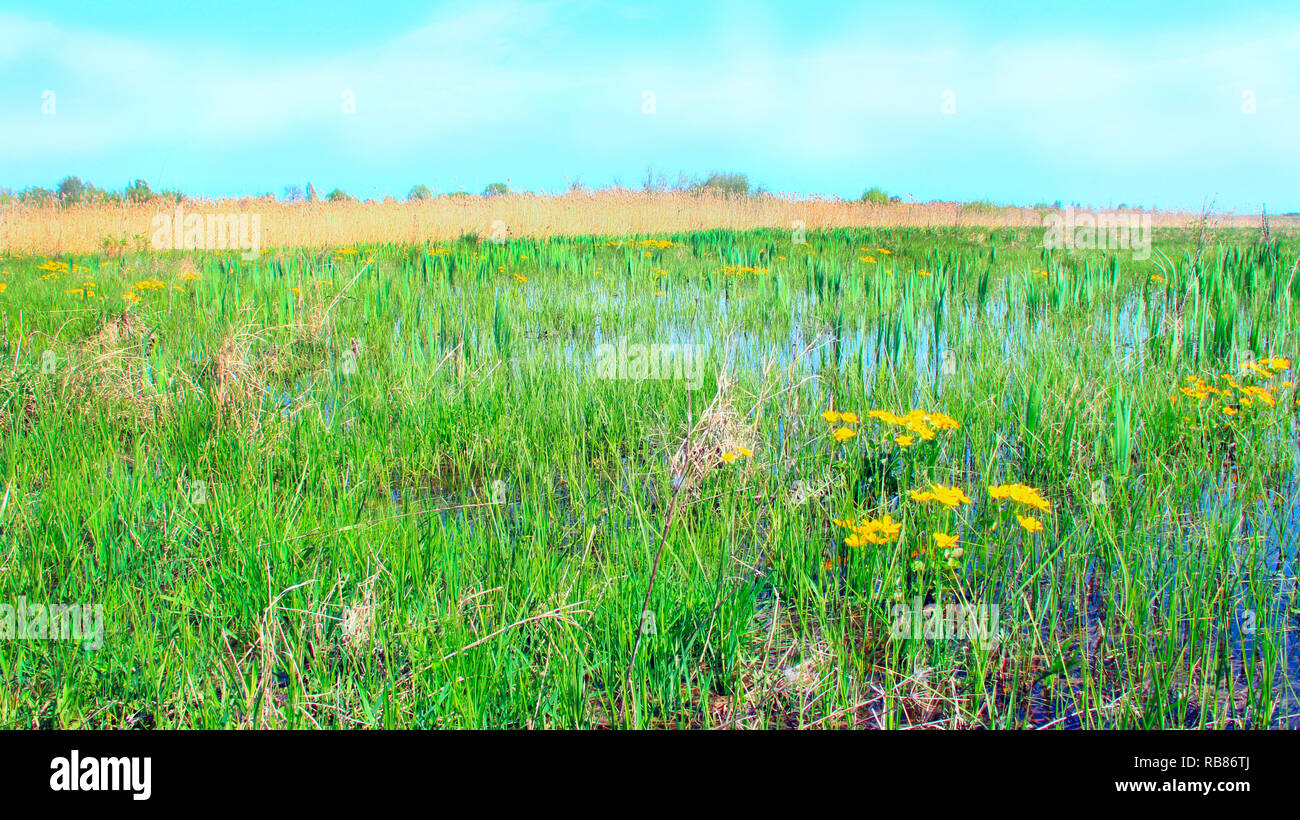 Caltha palustris growing in swamp. Spring flowers. Marsh Marigold ...