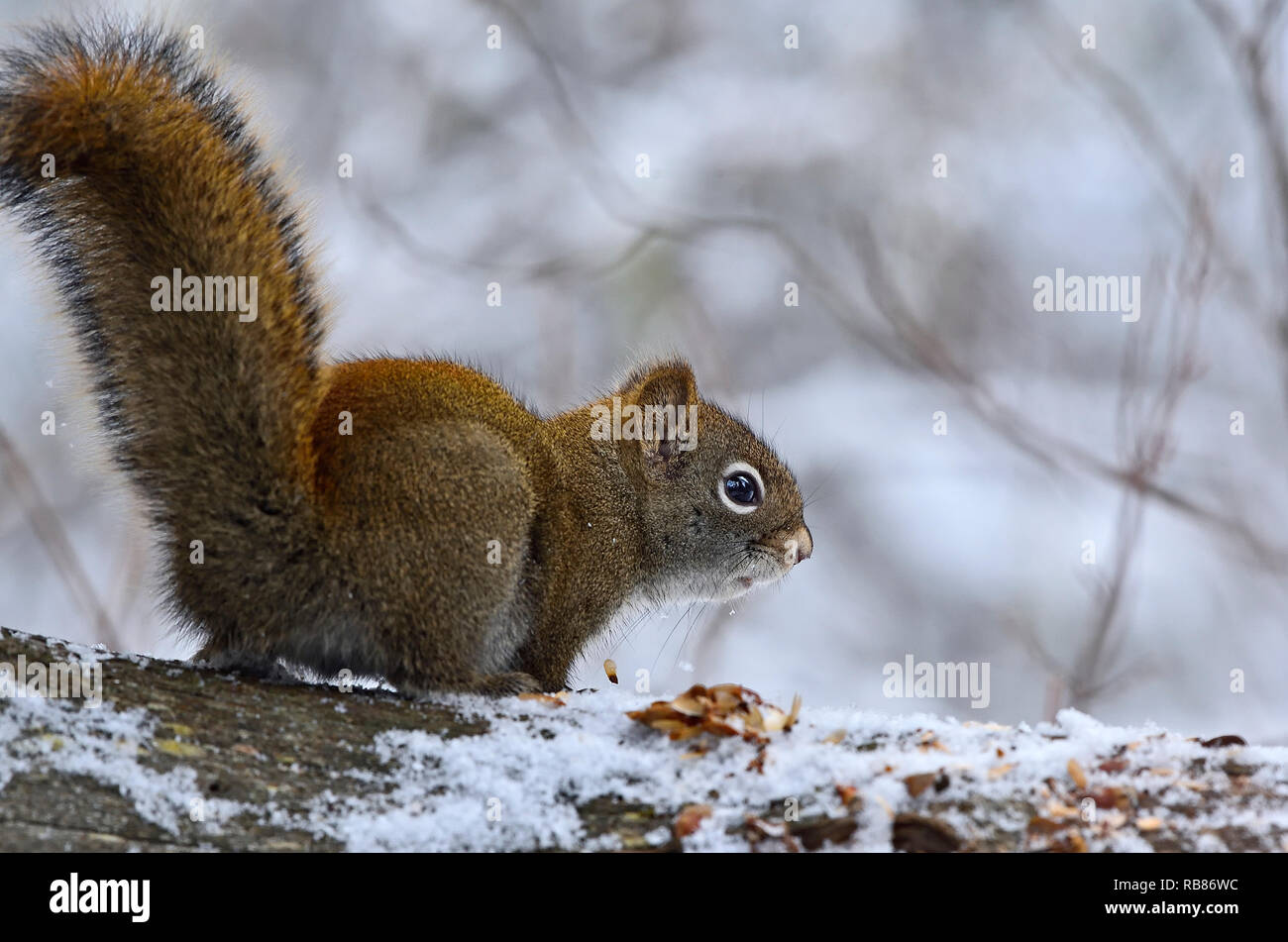 A wild red squirrel "Tamiasciurus hudsonicus" on a fallen log in his ...