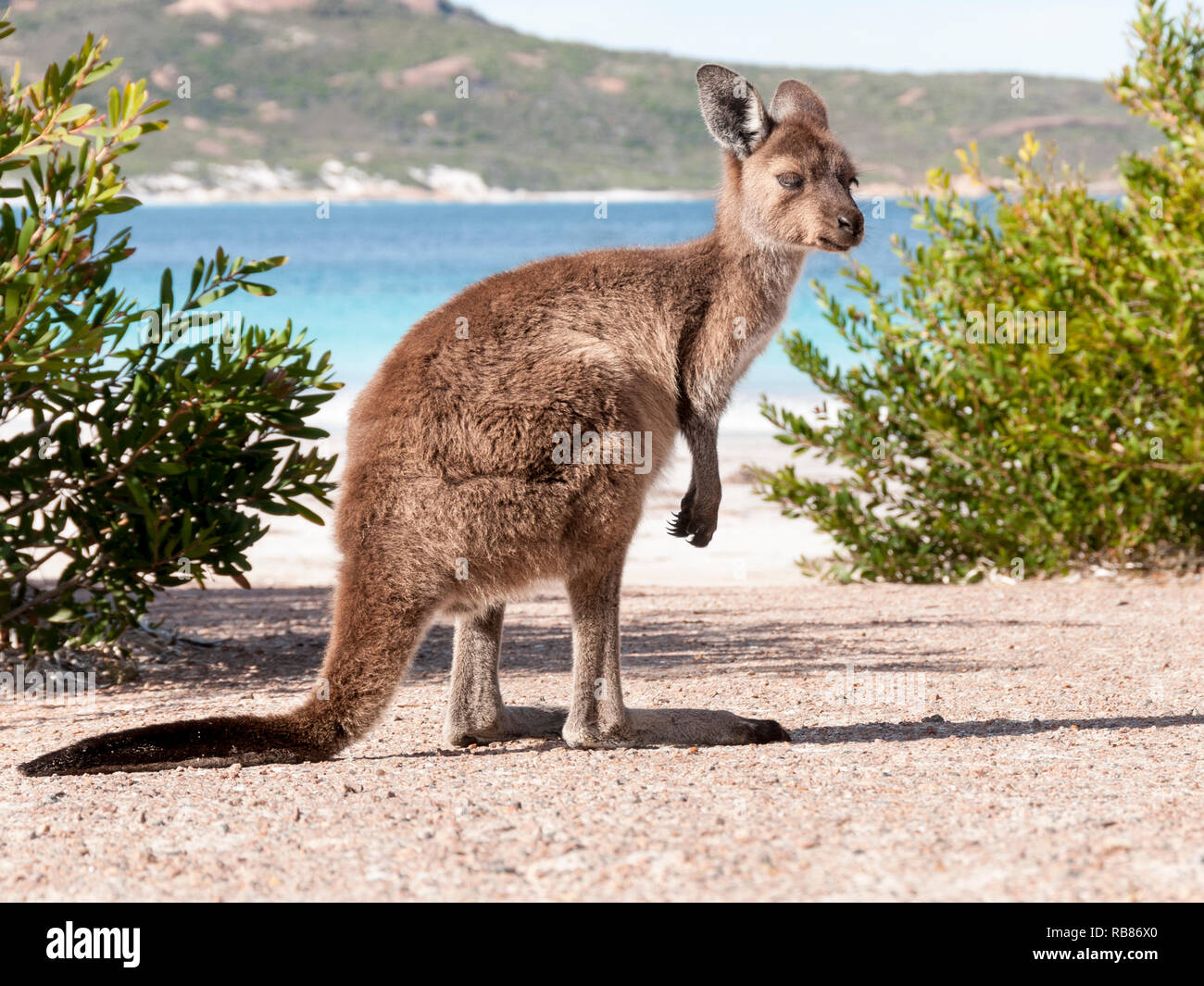 Wild kangaroo on the beach in Australia Stock Photo - Alamy