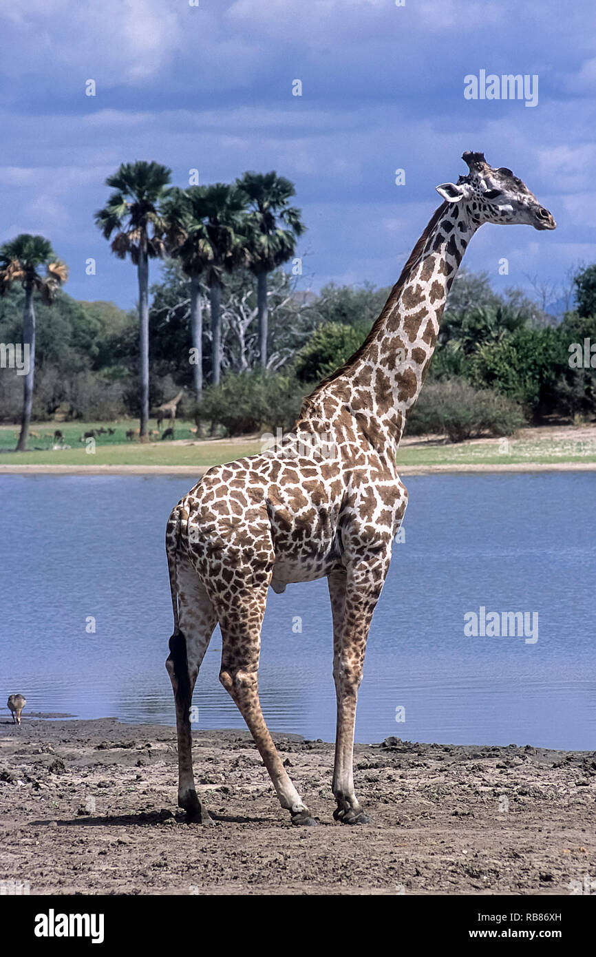 Giraffe (Giraffa camelopardalis), Selous Game Reserve, Morogoro ...