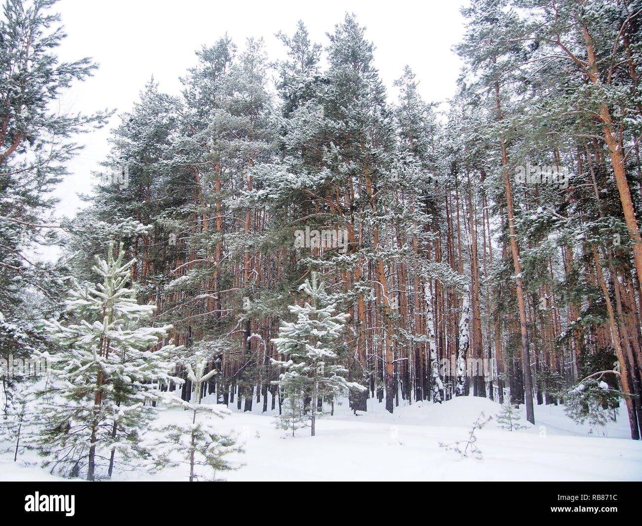 Pines covered with snow hi-res stock photography and images - Alamy
