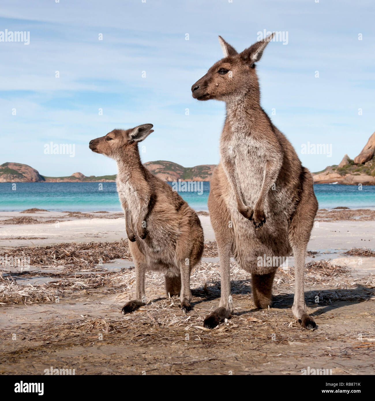 Wild kangaroo on the beach in Australia Stock Photo - Alamy