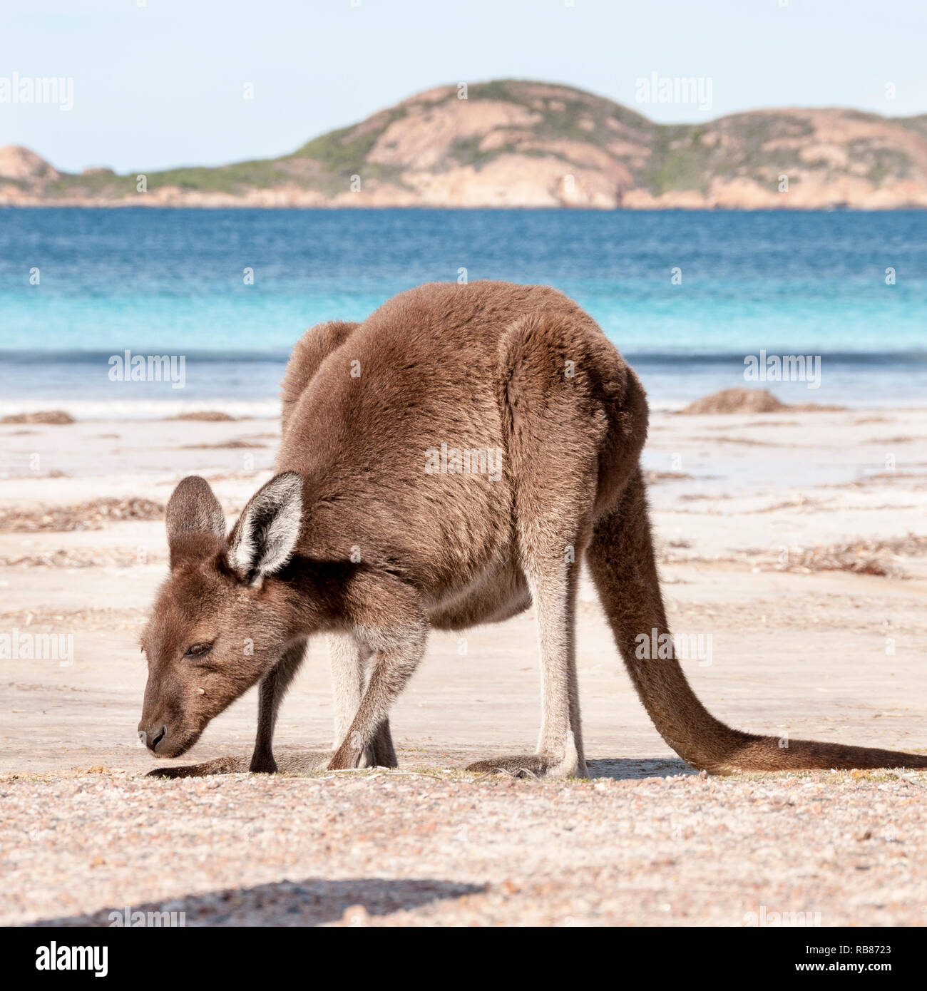 Wild kangaroo on the beach in Australia Stock Photo - Alamy