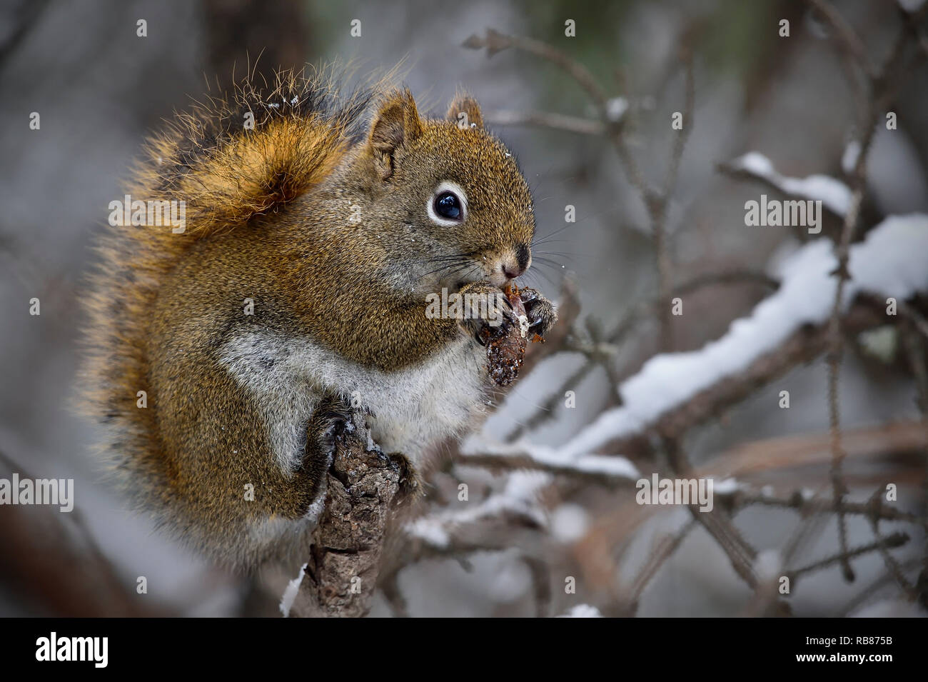 A wild red squirrel "Tamiasciurus hudsonicus" feeding on a spruce cone ...