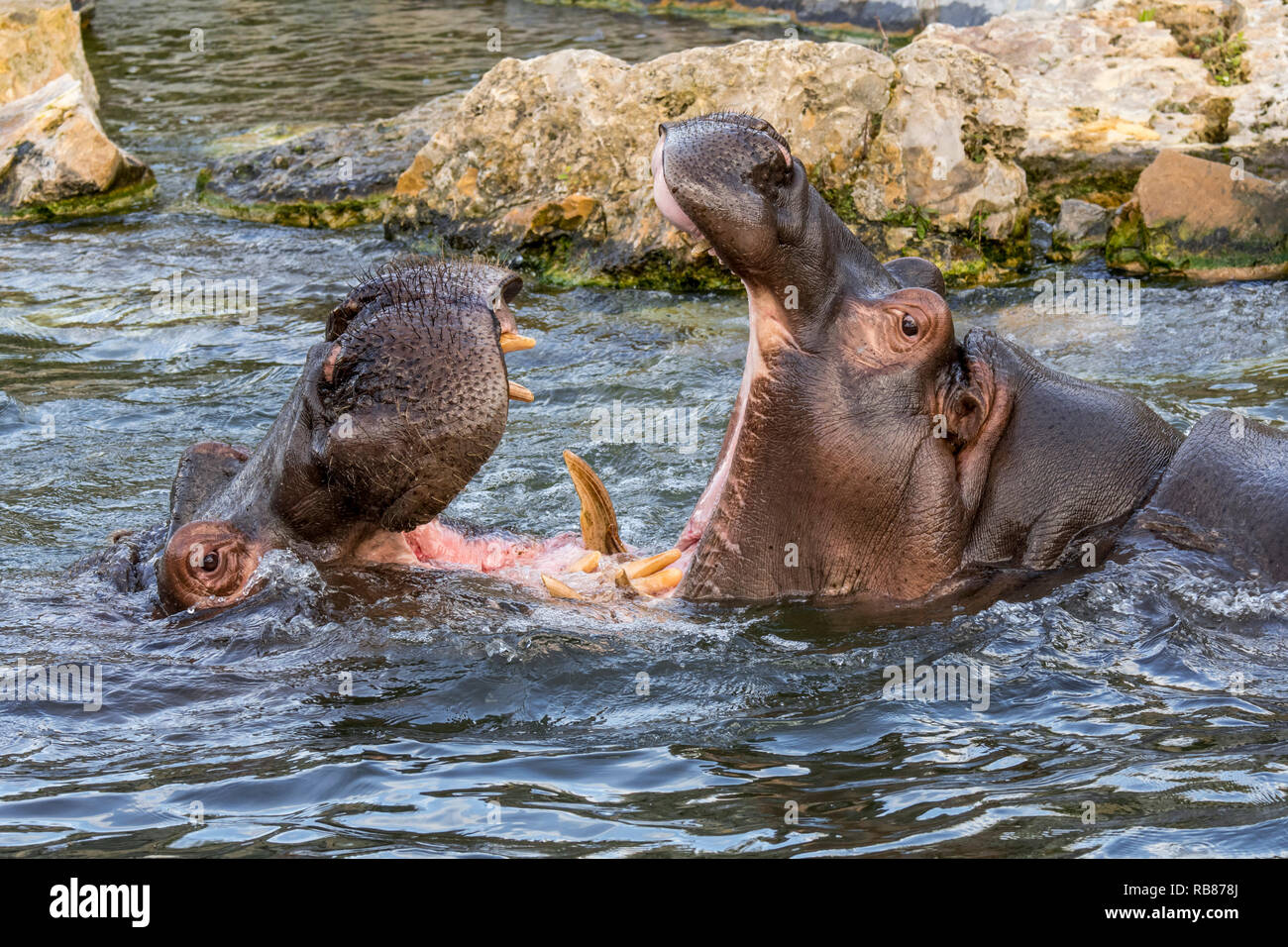 Fighting hippopotamuses / hippos (Hippopotamus amphibius) in lake ...