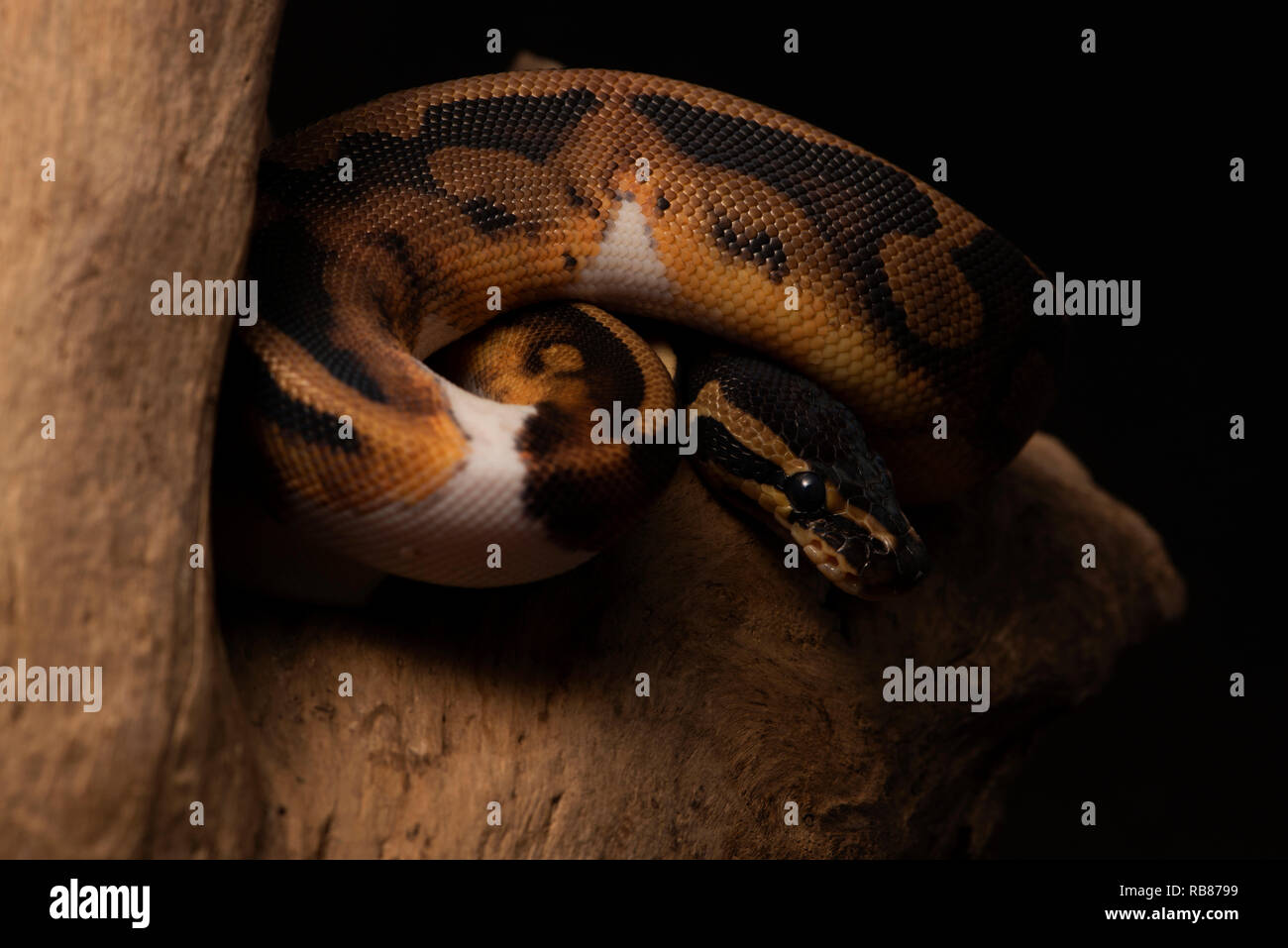 reptile, morph, exotic, snake, pet, wildlife, animal, nature, skin ...