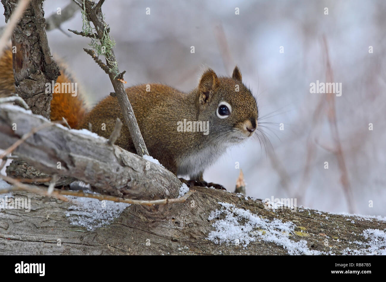 A wild red squirrel "Tamiasciurus hudsonicus" on a fallen log in his ...