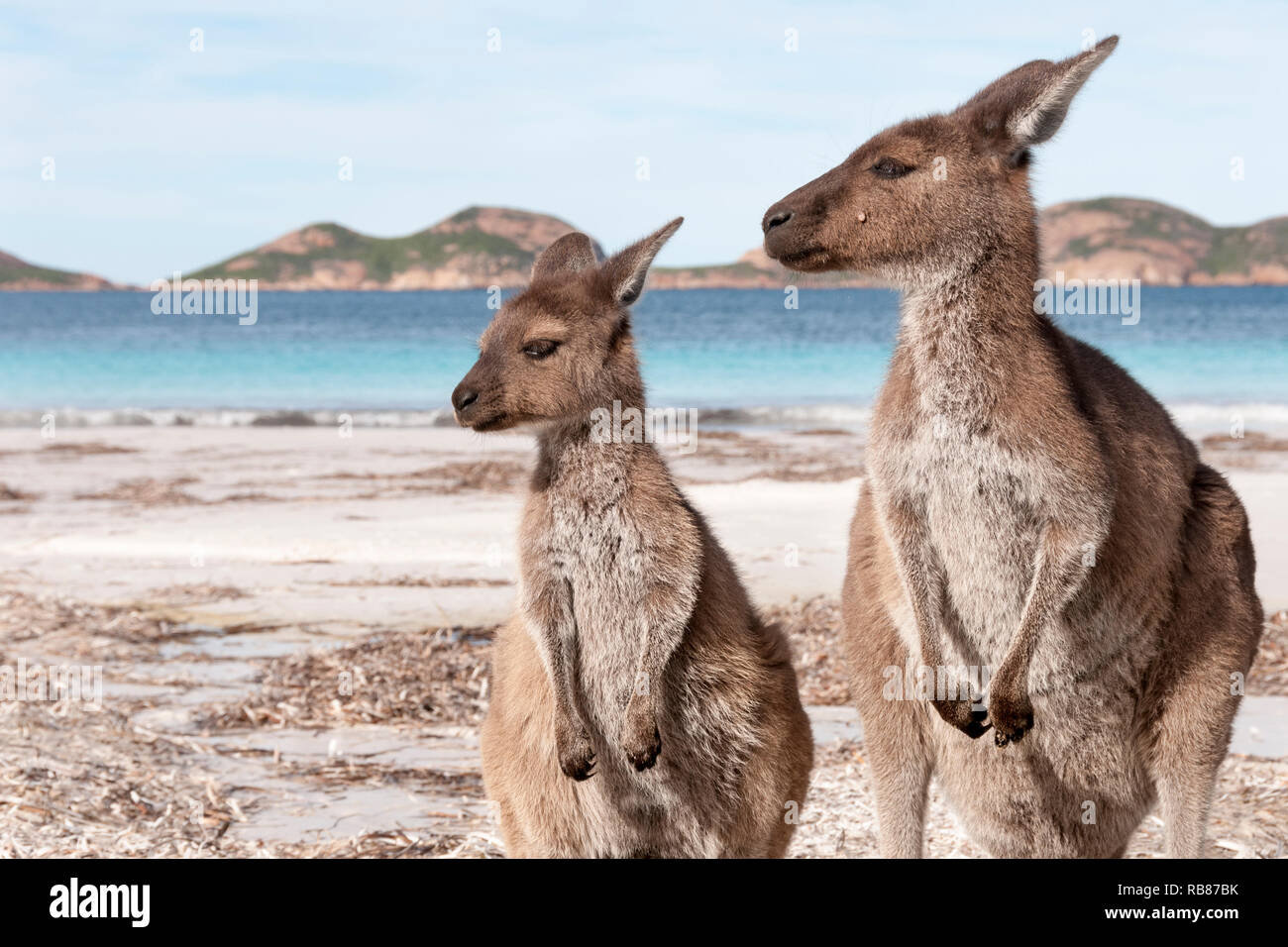Wild kangaroo on the beach in Australia Stock Photo - Alamy