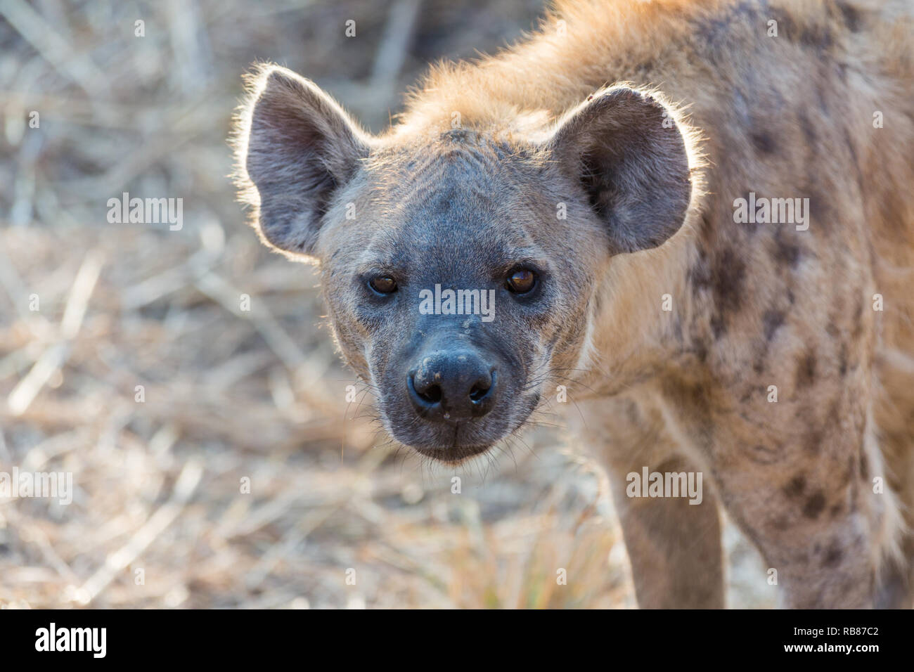 Hyena tail hi-res stock photography and images - Alamy