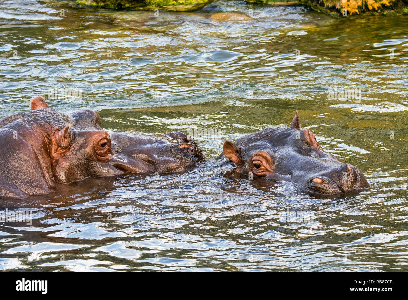Mating hippos hi-res stock photography and images - Alamy