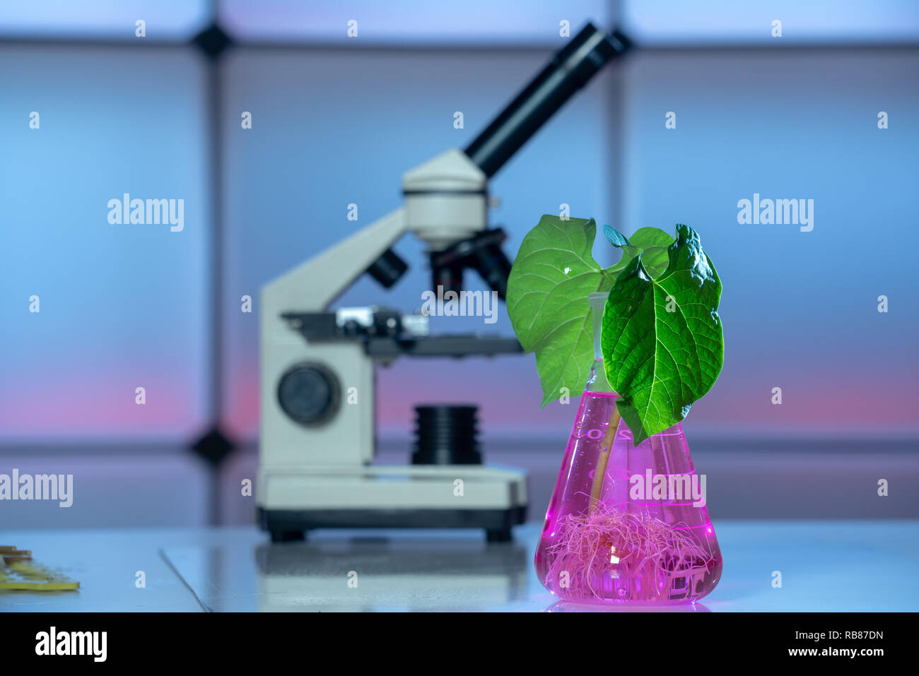 Green plant in laboratory chemical flask and microscope Stock Photo - Alamy