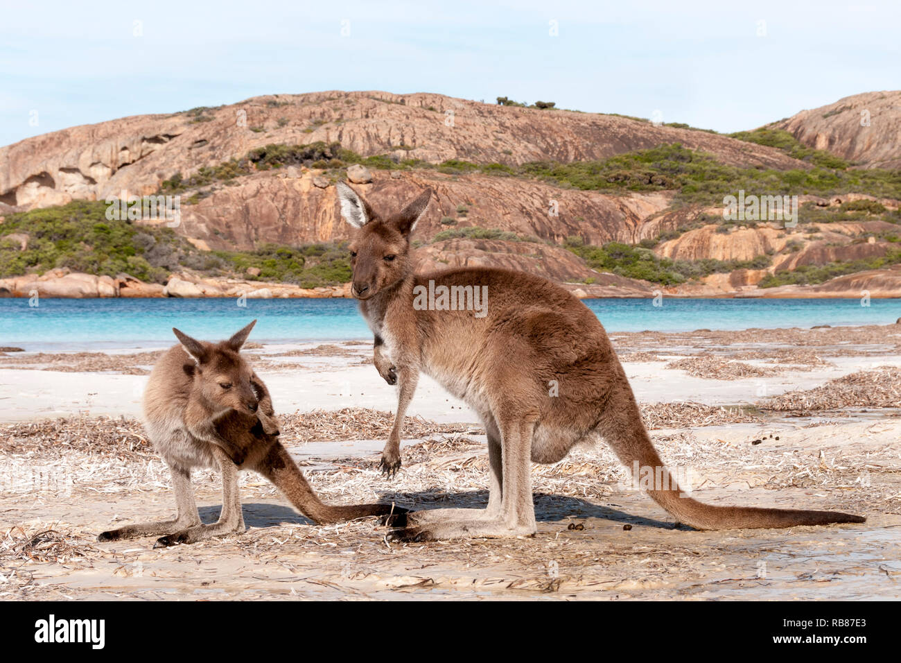 Wild kangaroo on the beach in Australia Stock Photo - Alamy