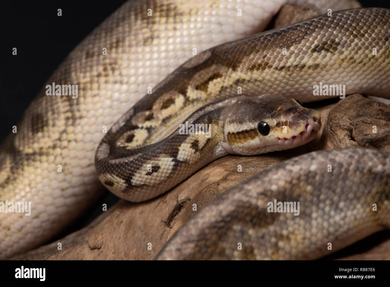 reptile, morph, exotic, snake, pet, wildlife, animal, nature, skin ...