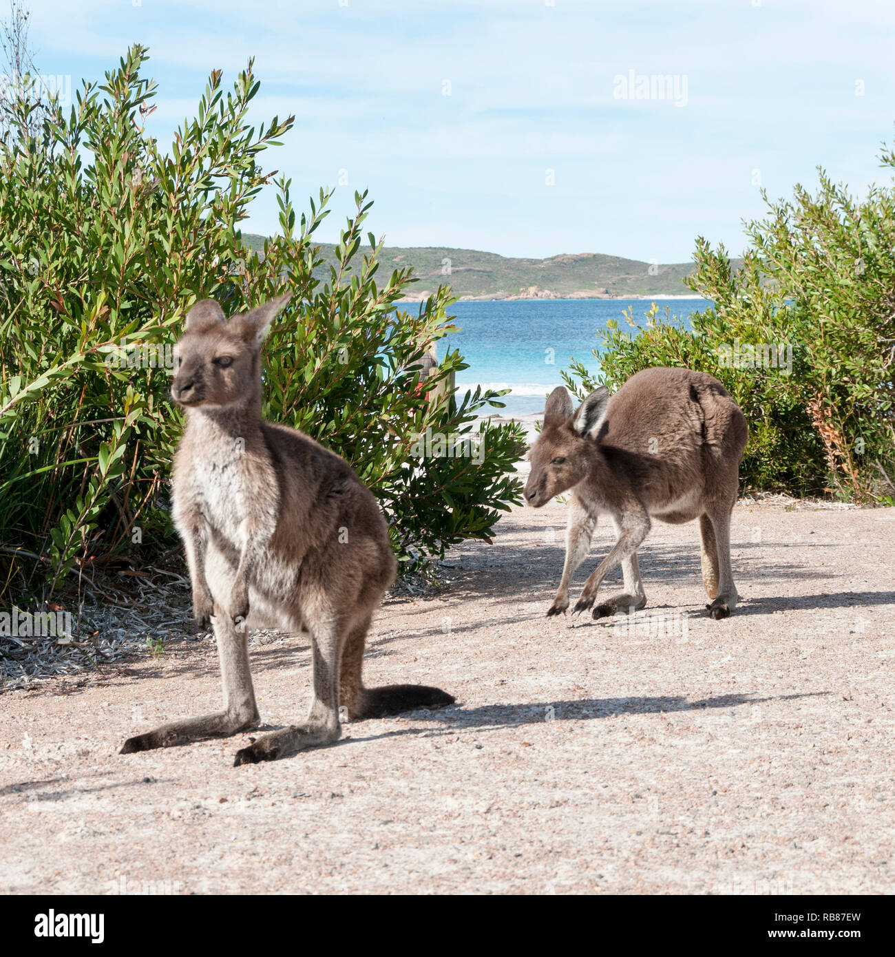 Wild kangaroo on the beach in Australia Stock Photo - Alamy