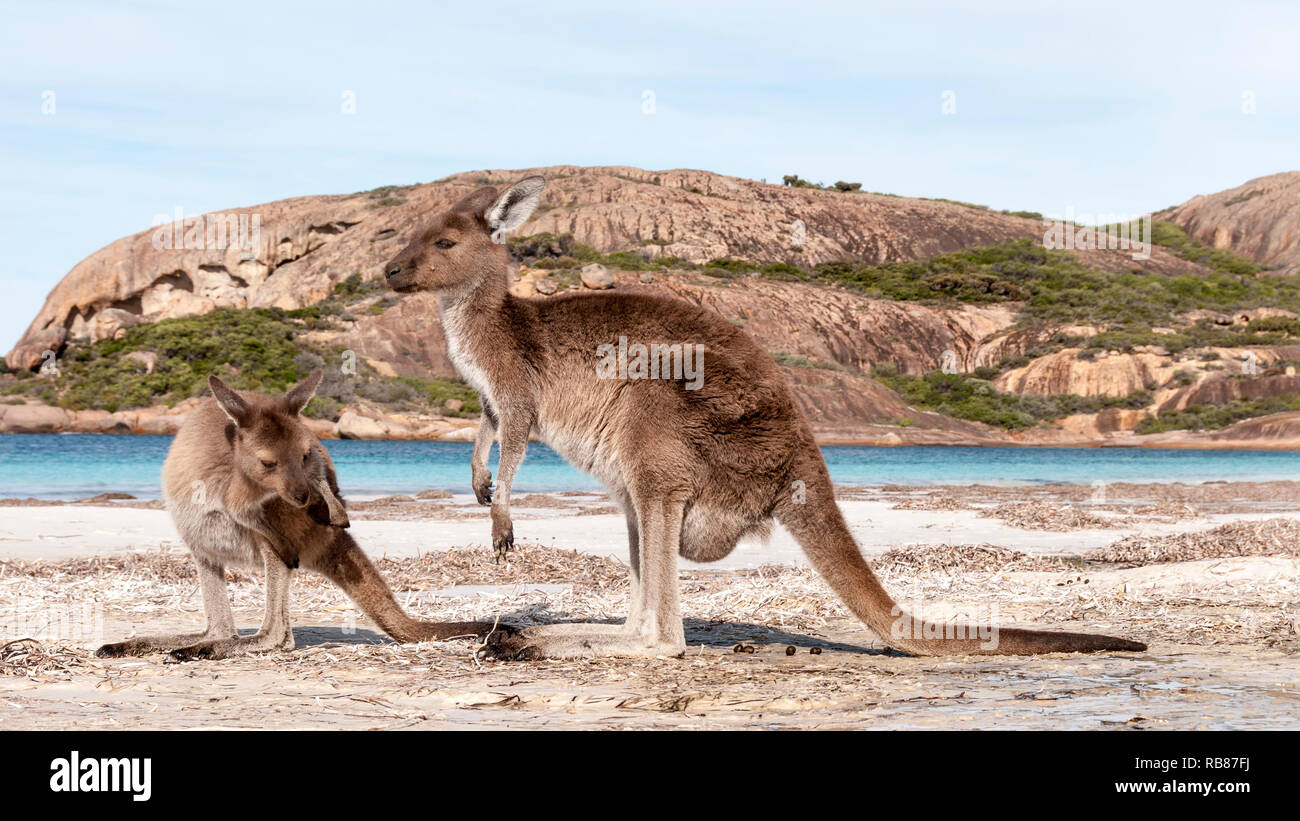 Wild kangaroo on the beach in Australia Stock Photo - Alamy