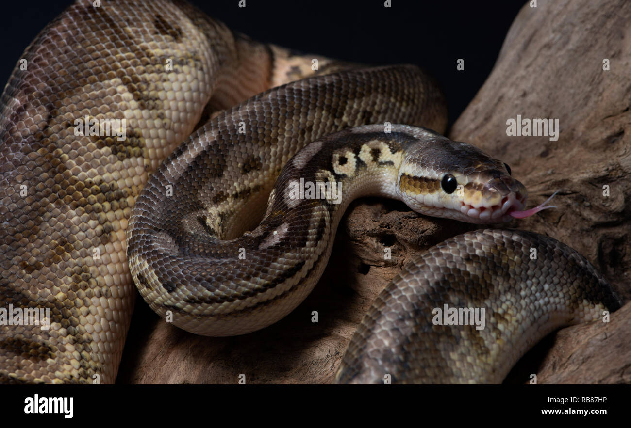 reptile, morph, exotic, snake, pet, wildlife, animal, nature, skin ...