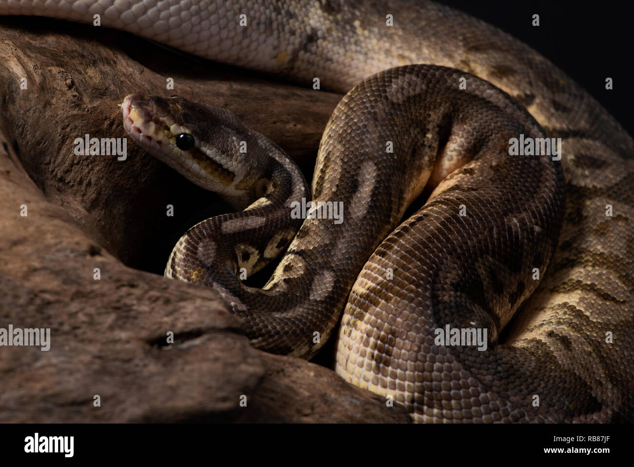 reptile, morph, exotic, snake, pet, wildlife, animal, nature, skin ...