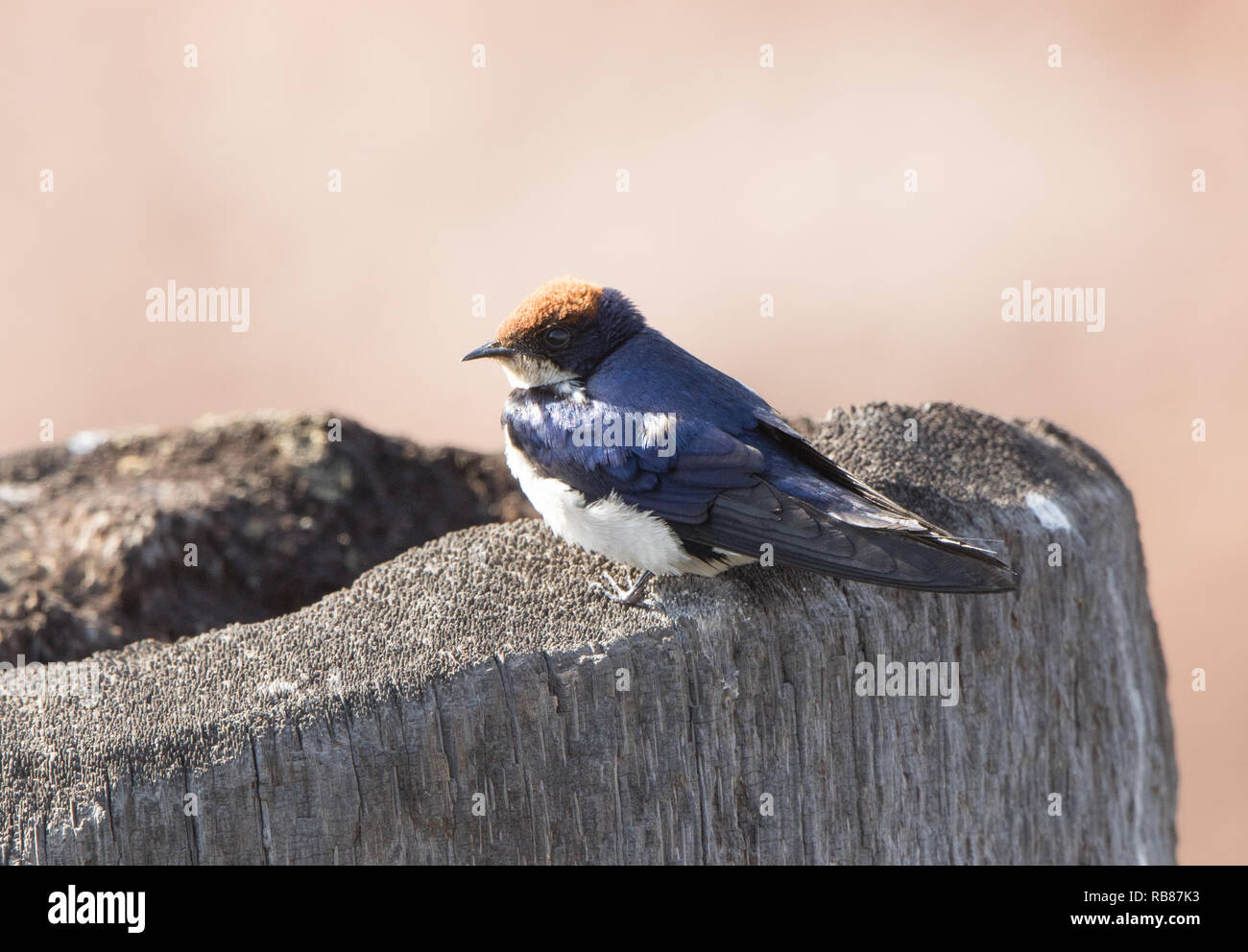 Wire tailed swallow hi-res stock photography and images - Alamy