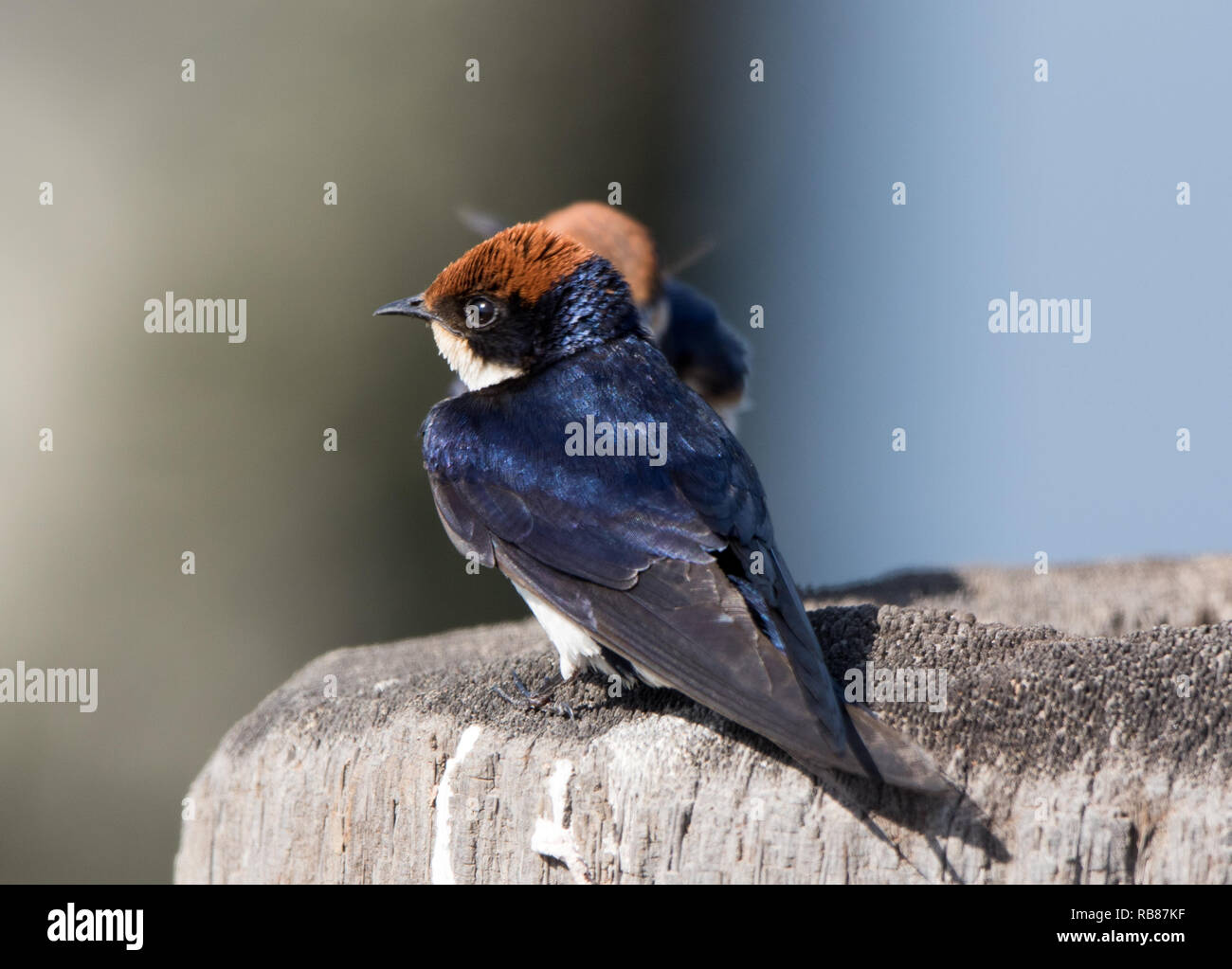 Wire tailed swallow hi-res stock photography and images - Alamy