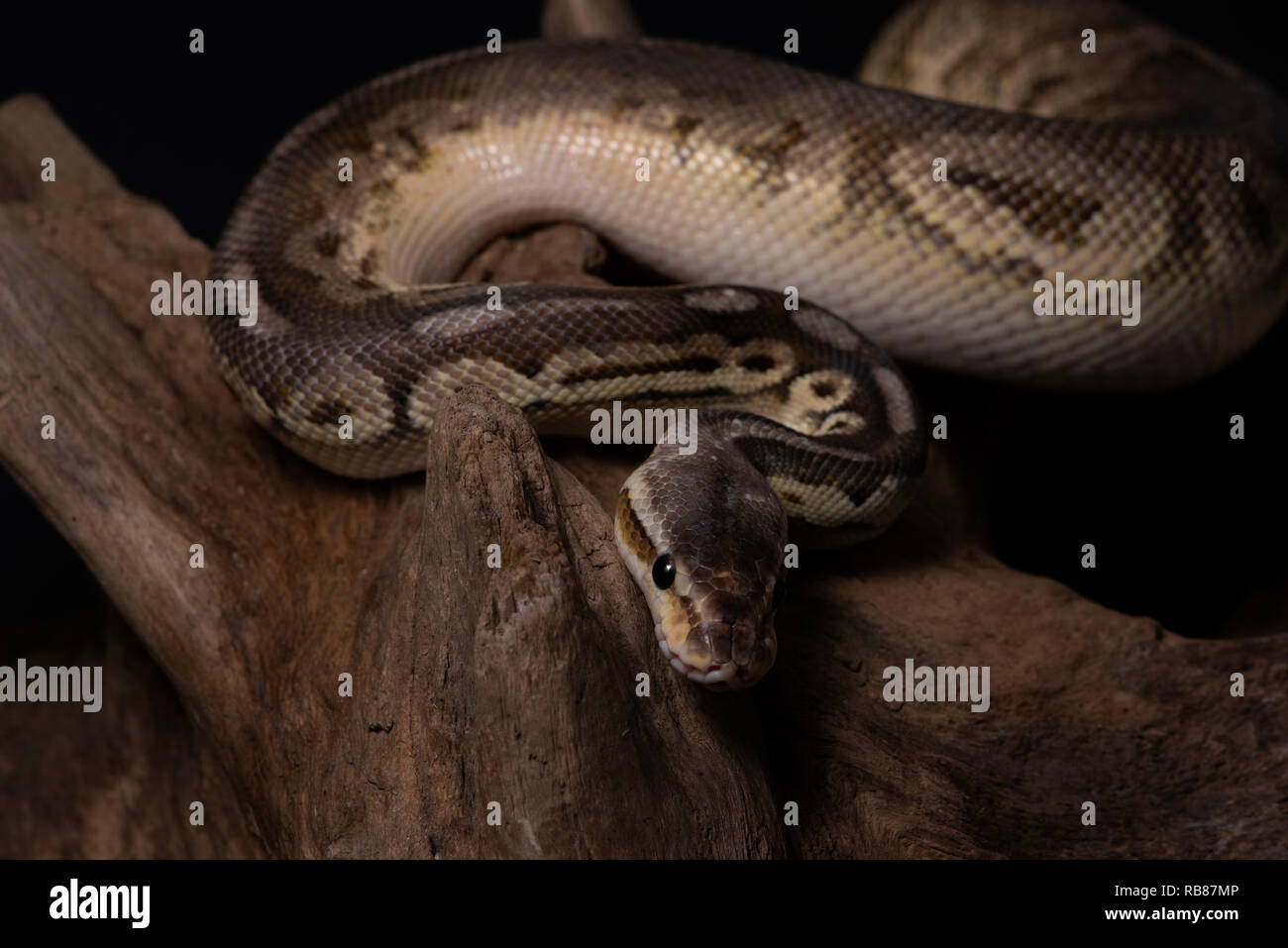 reptile, morph, exotic, snake, pet, wildlife, animal, nature, skin ...