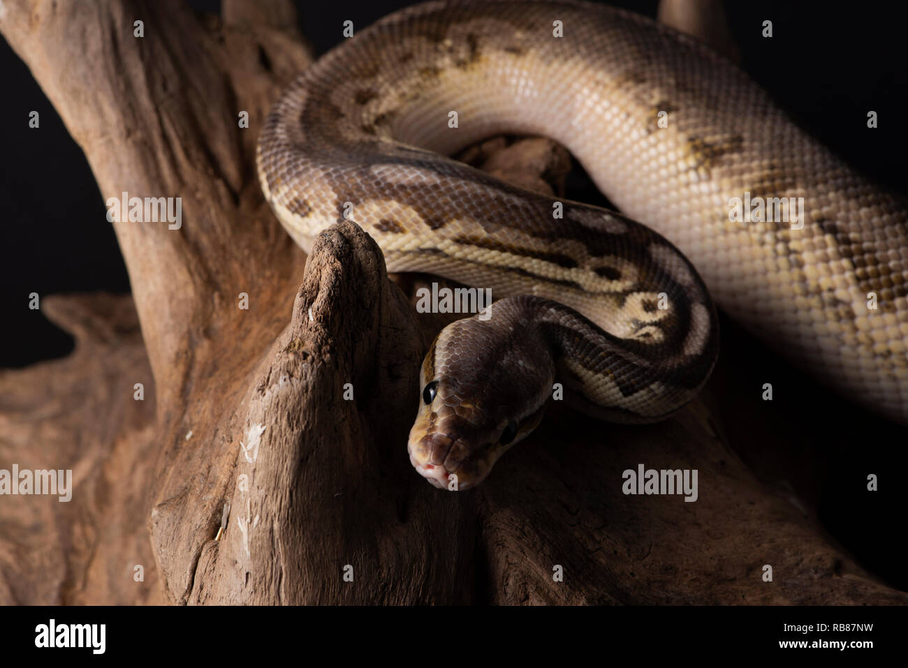 reptile, morph, exotic, snake, pet, wildlife, animal, nature, skin ...