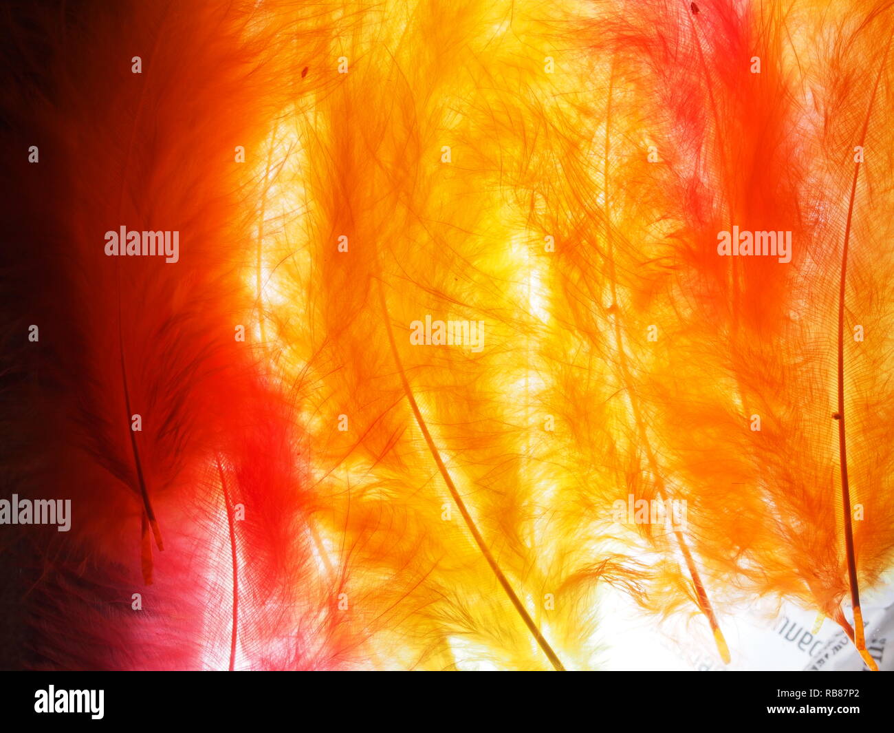 Silhouettes of colorful feathers. Feathers are red, yellow and green ...