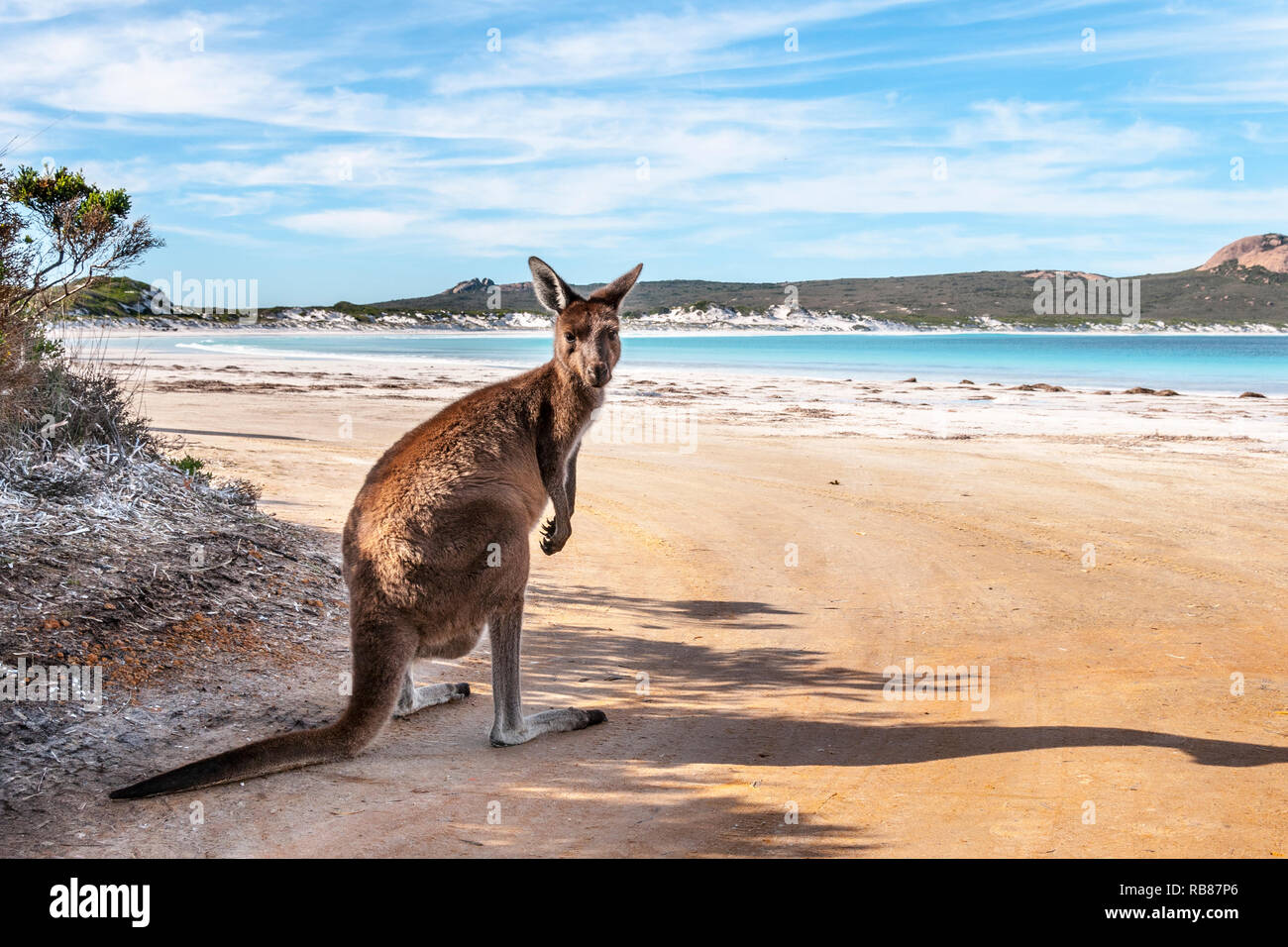 Wild kangaroo on the beach in Australia Stock Photo - Alamy