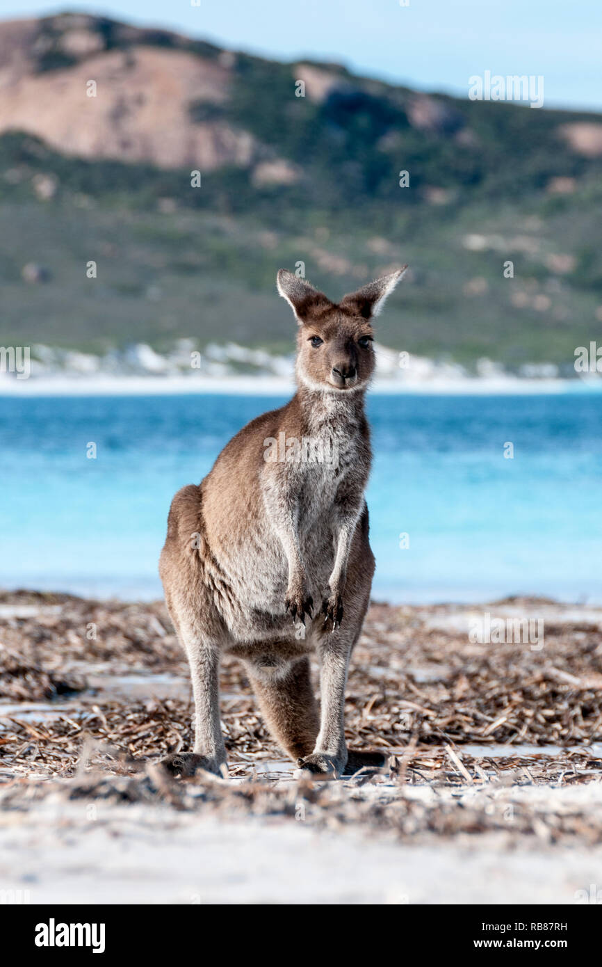 Wild kangaroo on the beach in Australia Stock Photo - Alamy