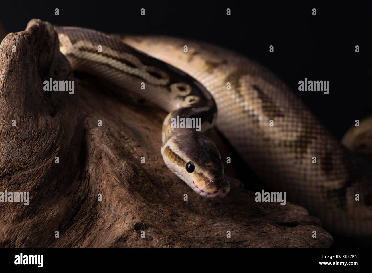 reptile, morph, exotic, snake, pet, wildlife, animal, nature, skin ...