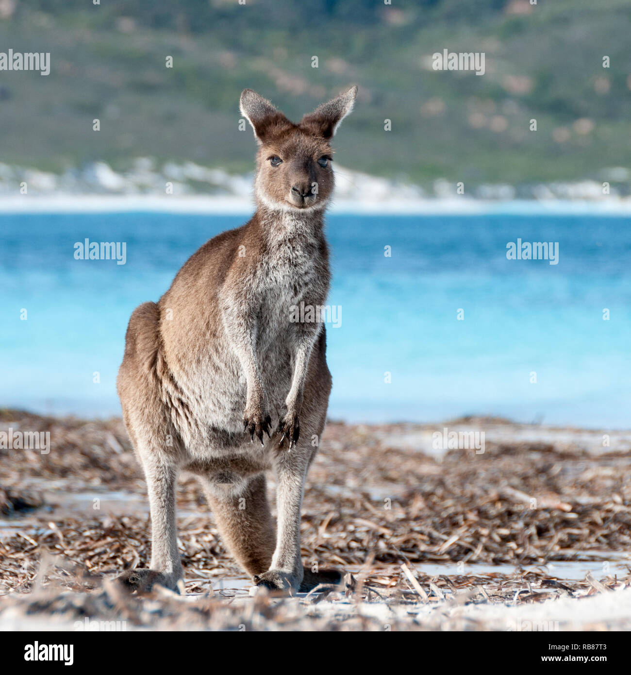 Wild kangaroo on the beach in Australia Stock Photo - Alamy
