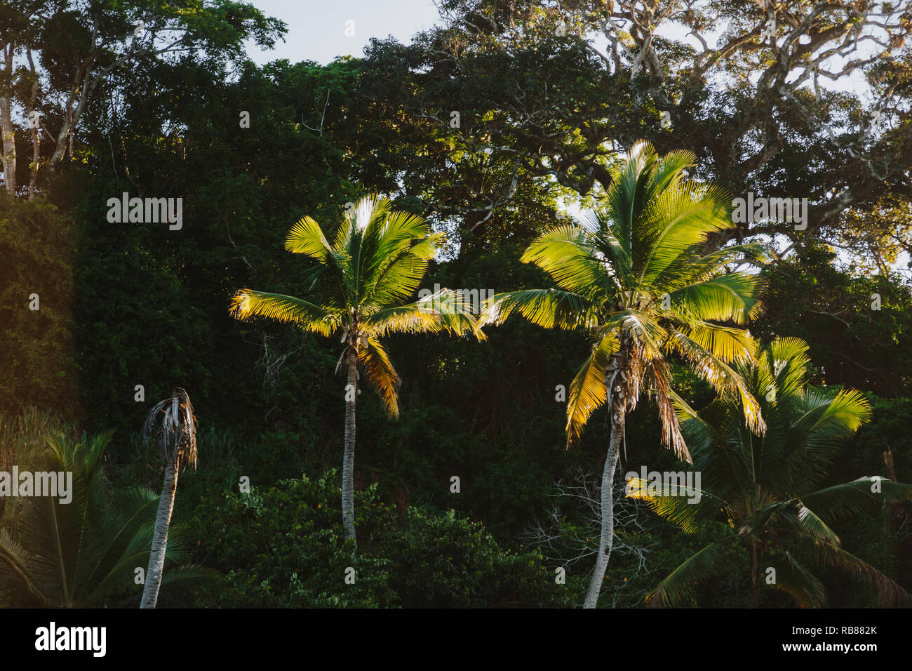 Photo of palm trees hi-res stock photography and images - Alamy